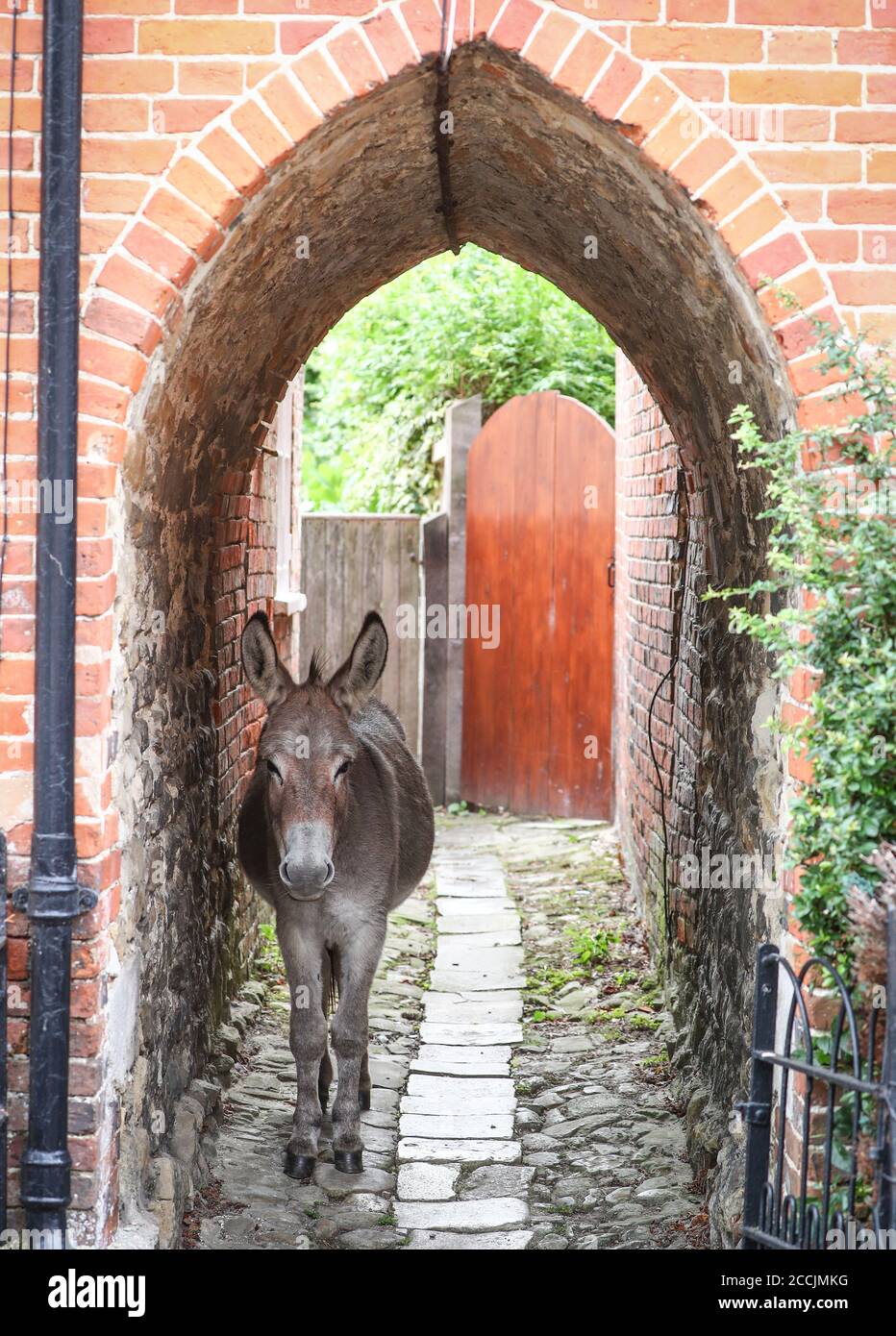 Wet donkey hi-res stock photography and images - Alamy