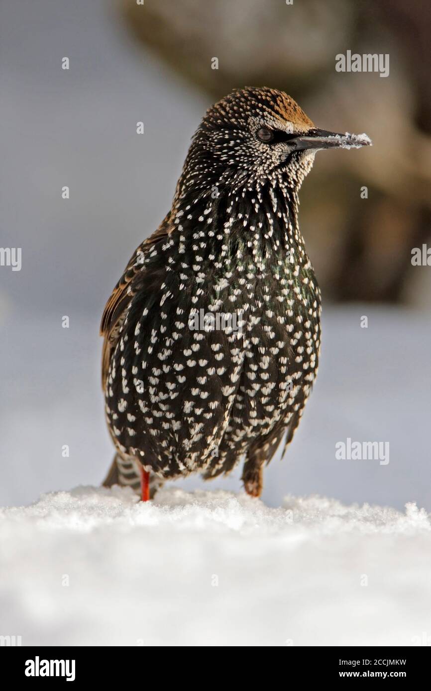 Starling winter plumage hi-res stock photography and images - Alamy