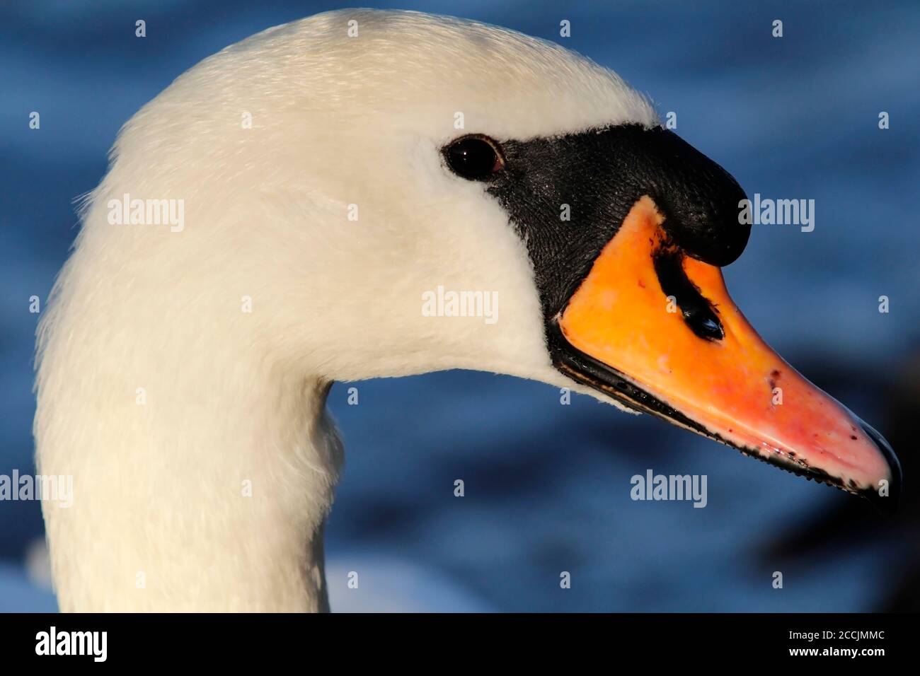 MUTE SWAN head and face detail, UK Stock Photo - Alamy