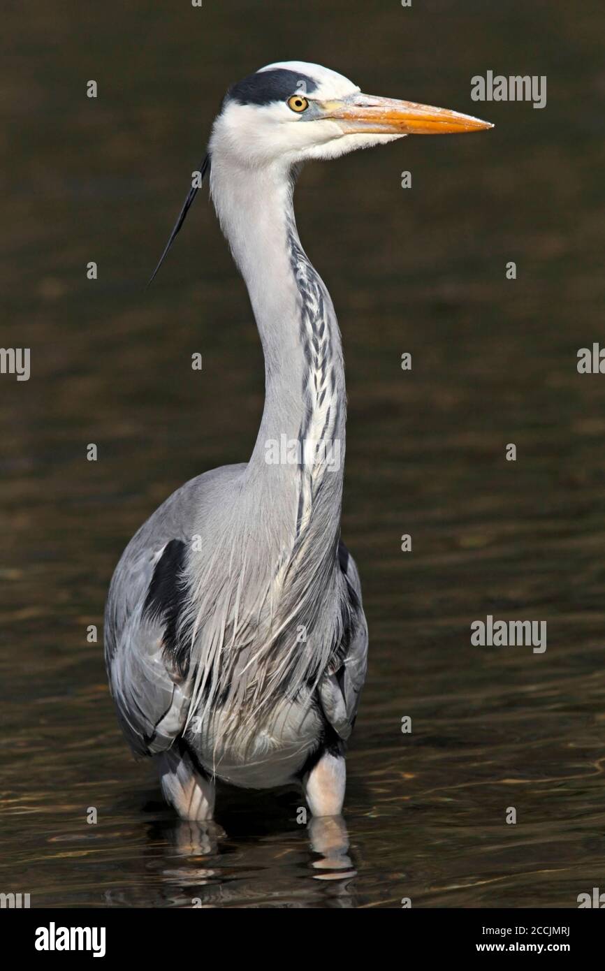 Grey heron scotland hi-res stock photography and images - Alamy