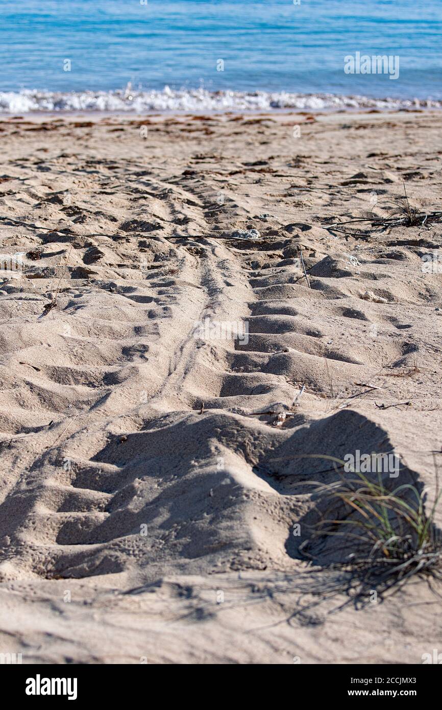 Turtle tracks leading nest in hi-res stock photography and images - Alamy