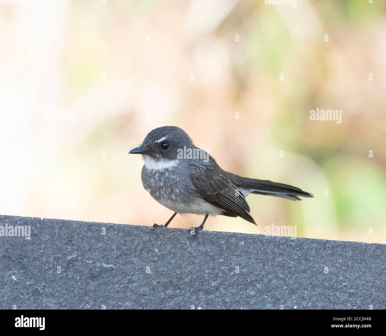 Arnhem land birds hi-res stock photography and images - Alamy