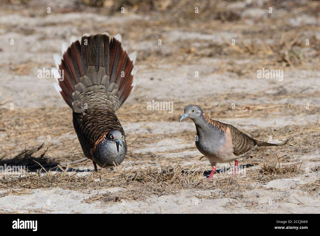 Ritual mating display of a pair of Bar-shouldered Doves (Geopelia ...