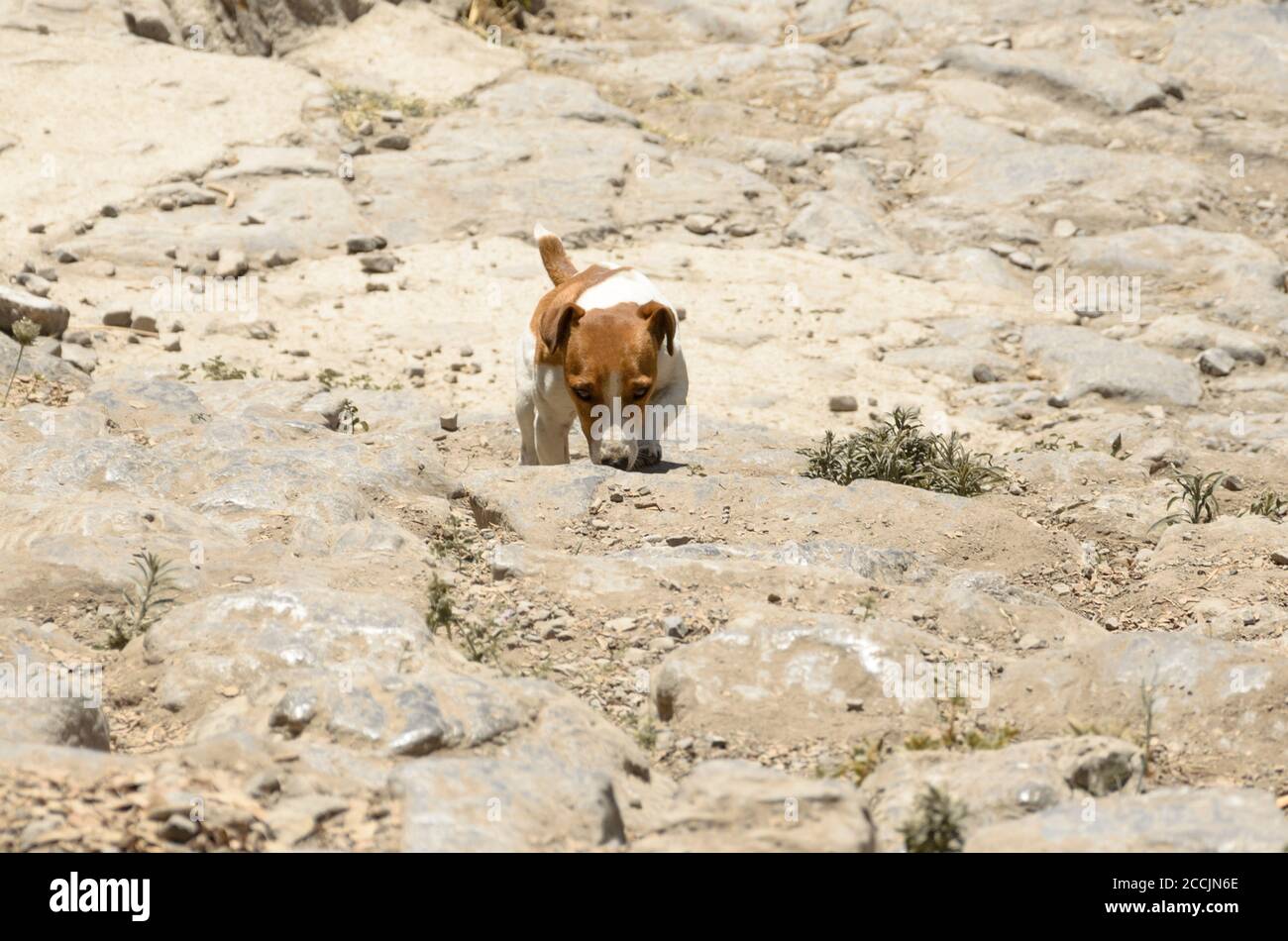 Puppy on the rocks Stock Photo - Alamy