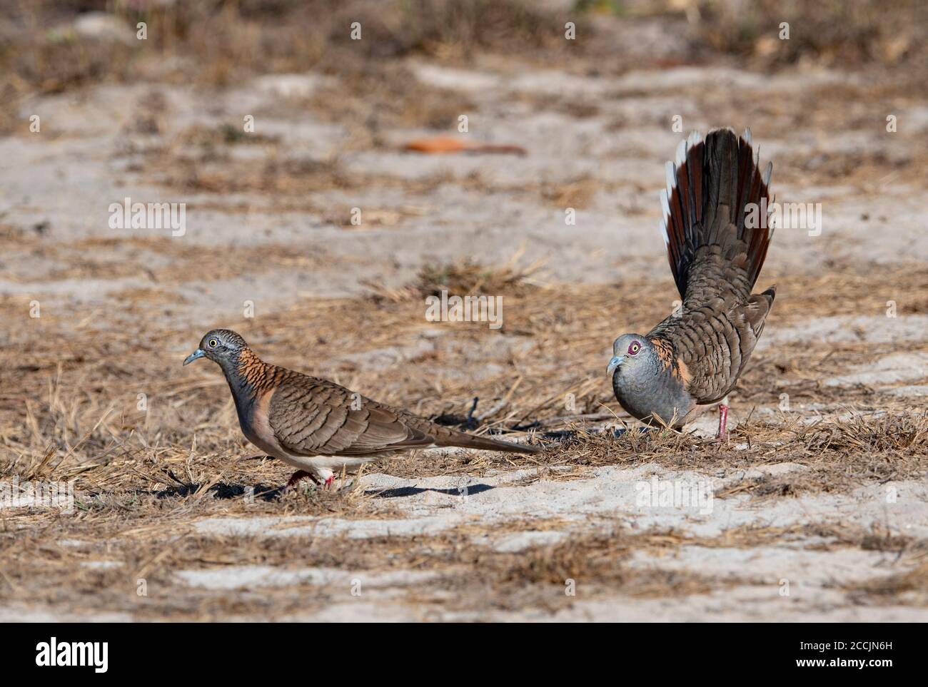 Ritual mating display of a pair of Bar-shouldered Doves (Geopelia ...