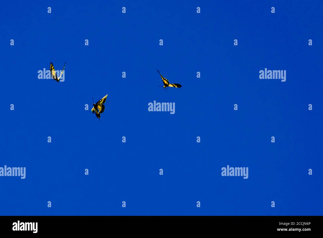 Three butterflies flying together Stock Photo - Alamy