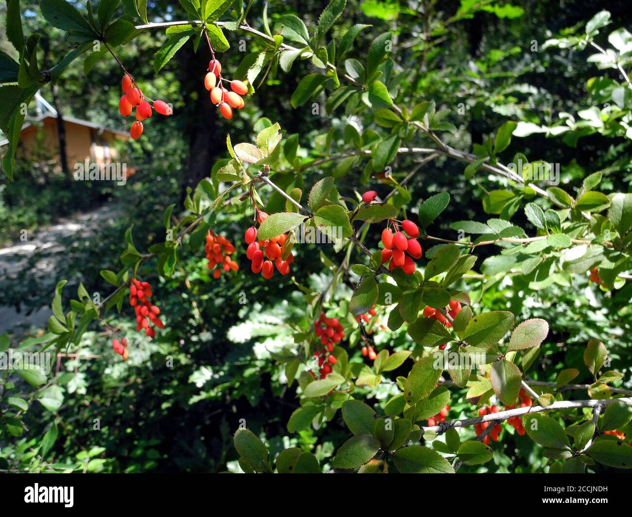 Austria, shrub with fresh berries of Berberis vulgaris aka common ...