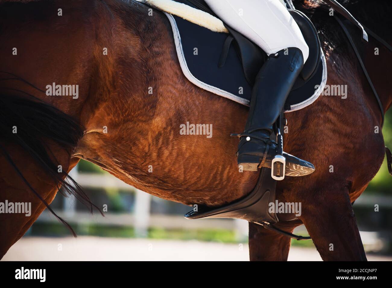 Saddle the wind hi-res stock photography and images - Alamy