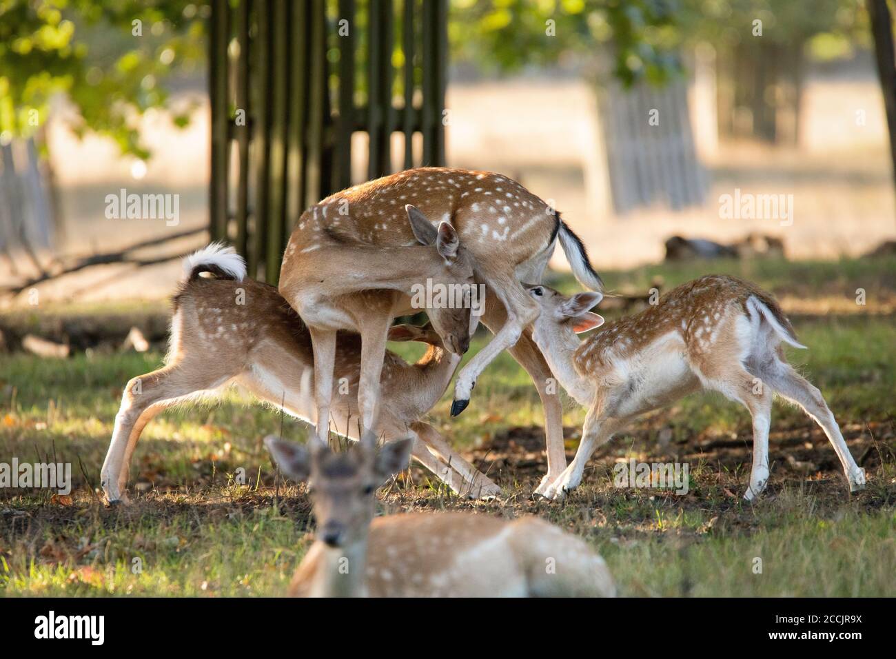 Young crowded home uk hi-res stock photography and images - Alamy