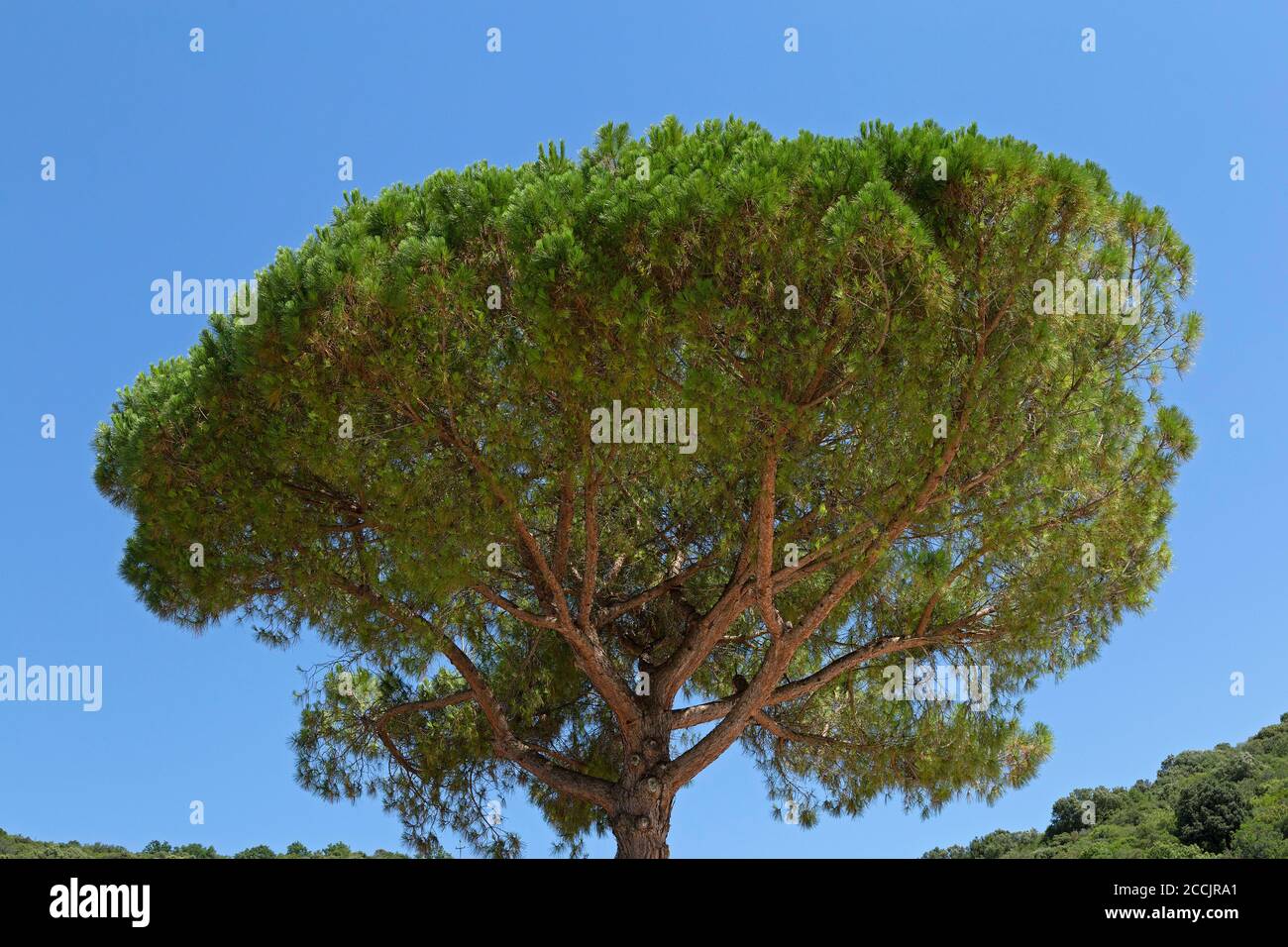 Lim tree hi-res stock photography and images - Alamy