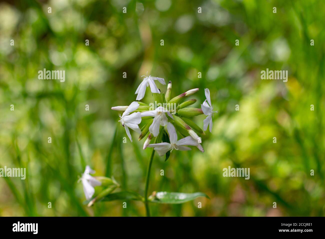 Close up of Saponaria officinalis, also called common soapwort ...