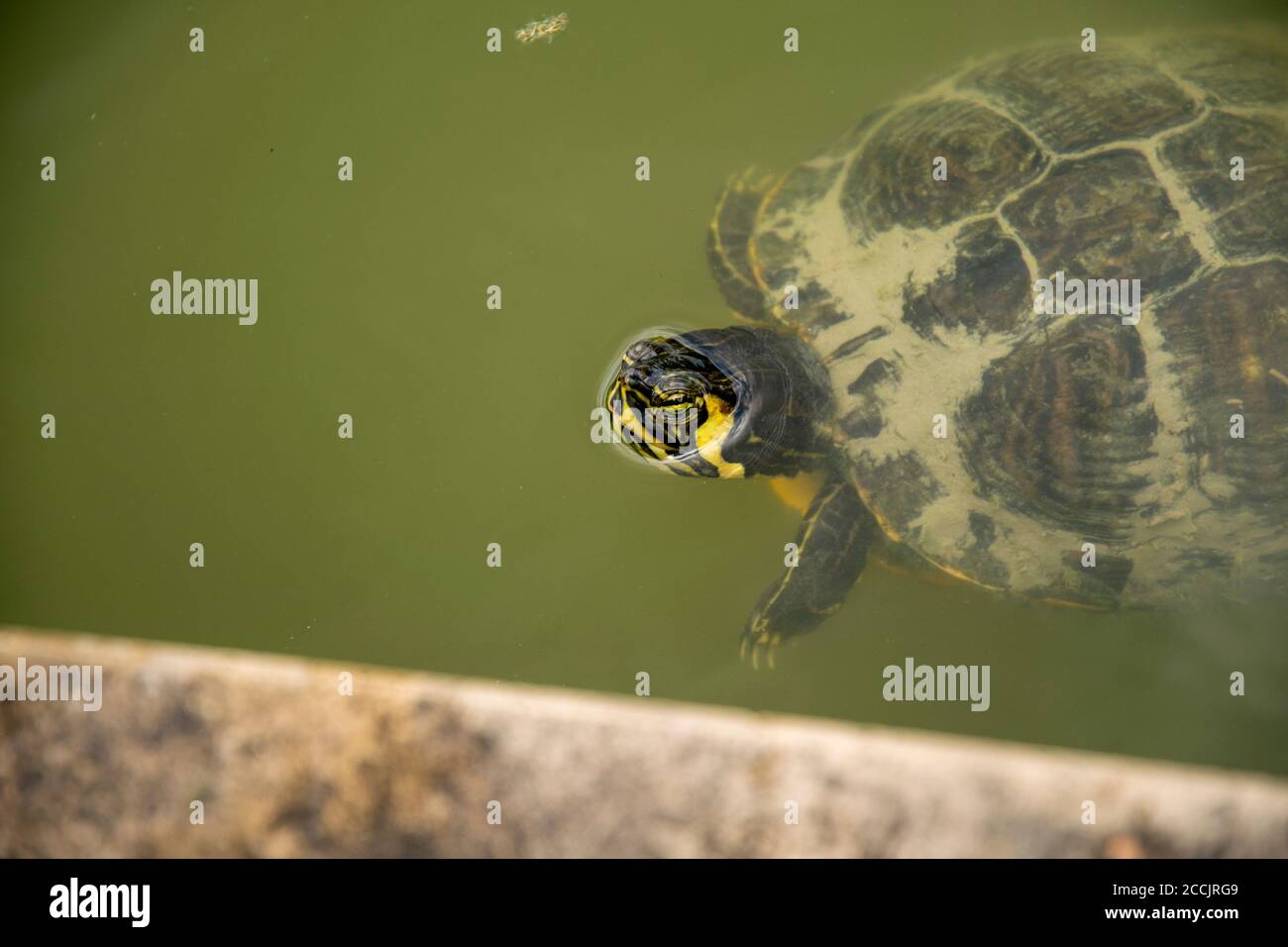 Yellow headed temple turtle hi-res stock photography and images - Alamy
