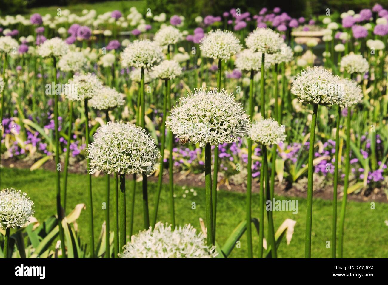 Allium White Giant High Resolution Stock Photography and Images - Alamy