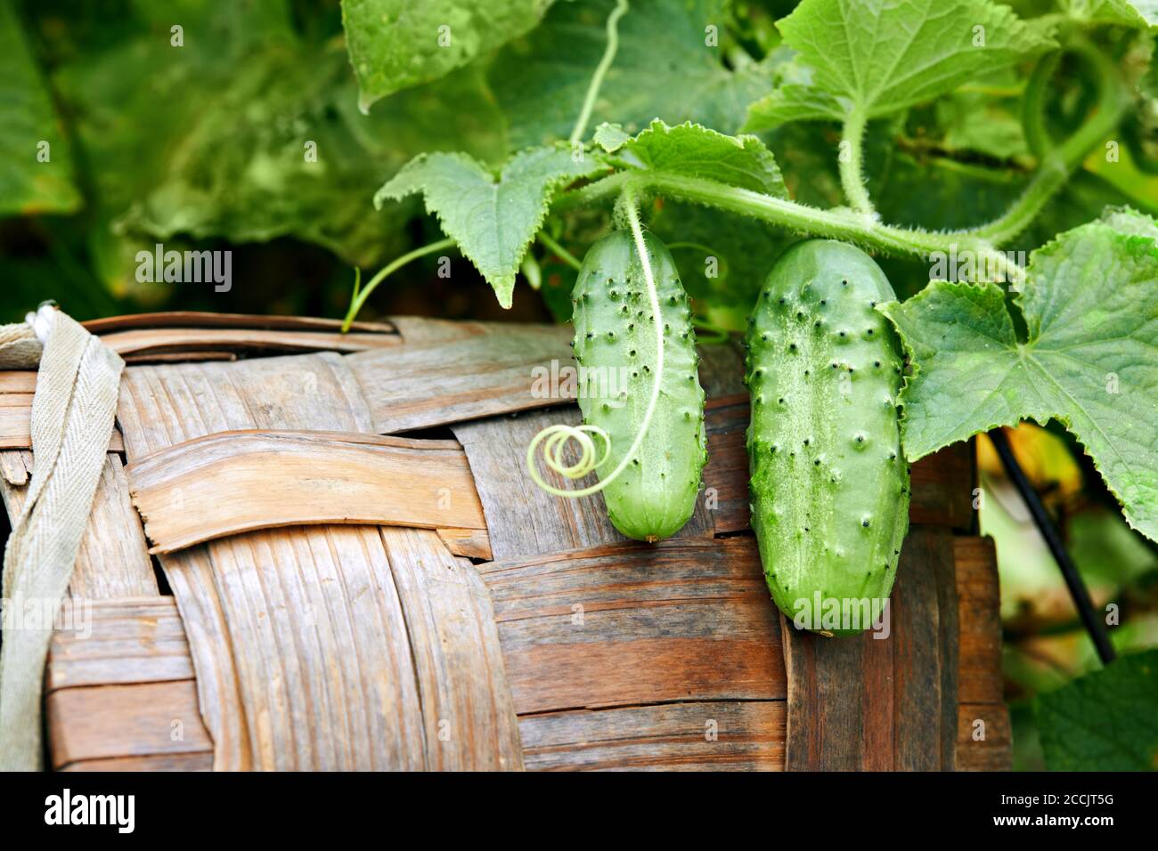 Fresh farm cucumbers. Vegetable harvest on organic farm Stock Photo - Alamy