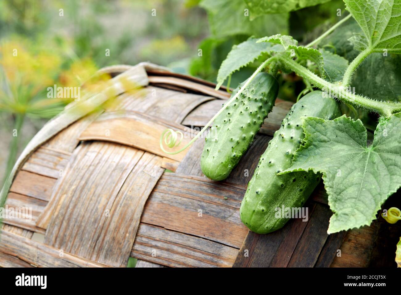 Fresh farm cucumbers. Vegetable harvest on organic farm Stock Photo - Alamy