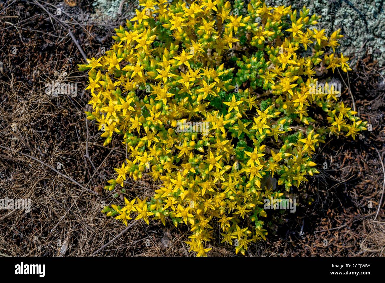 Rock Stonecrop High Resolution Stock Photography and Images - Alamy