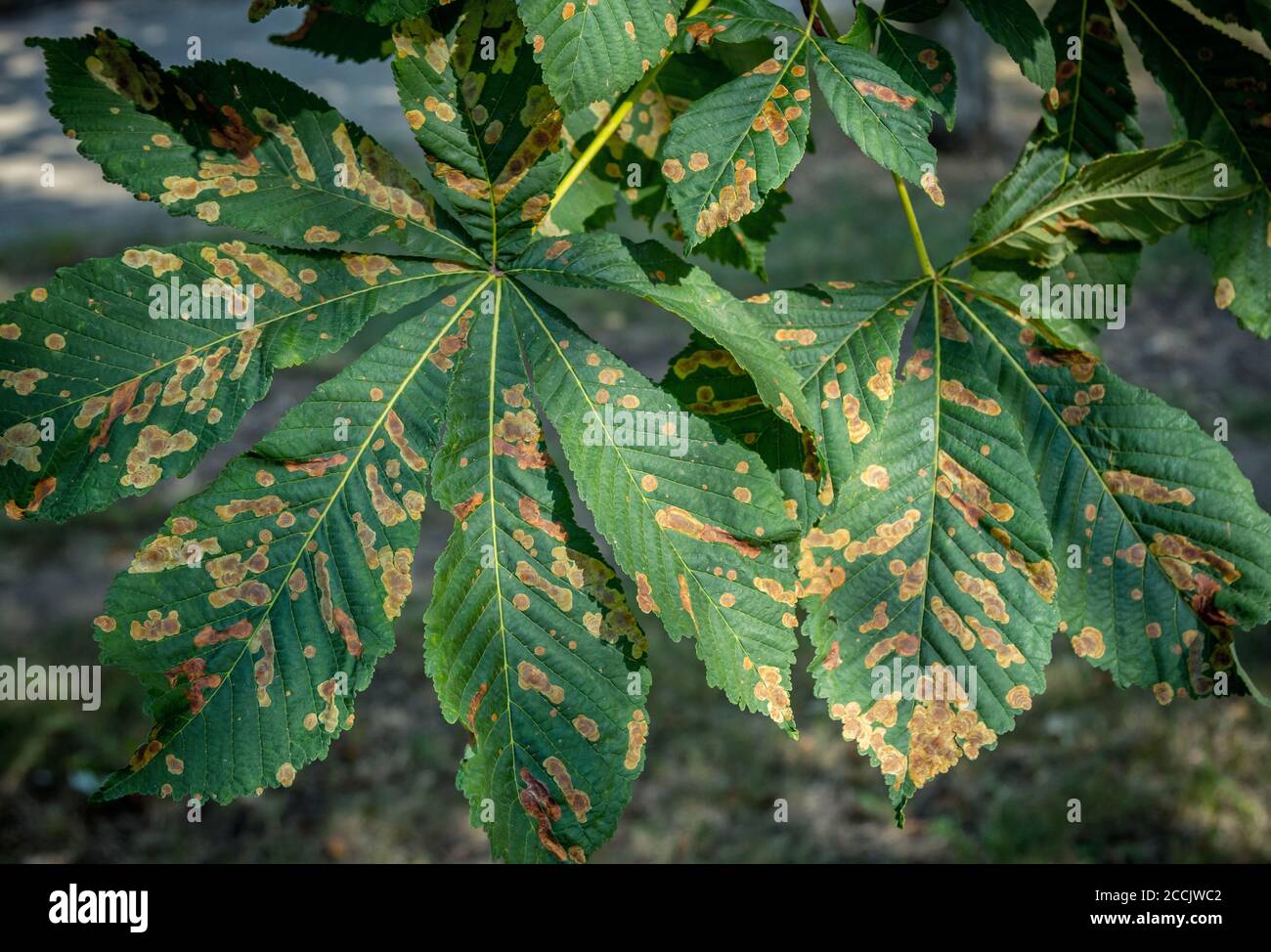 Close up chestnut tree leaves, damaged by leaf- mining moth - horse ...
