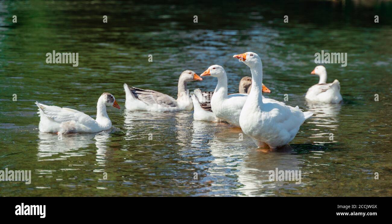 Flock white geese walking in hi-res stock photography and images - Alamy
