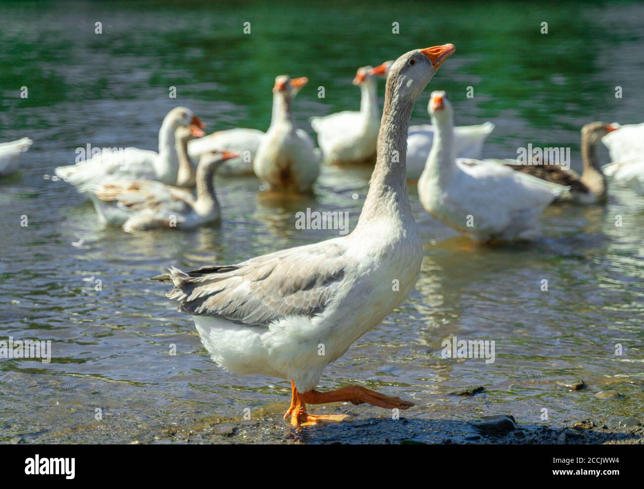Goose wing hi-res stock photography and images - Alamy