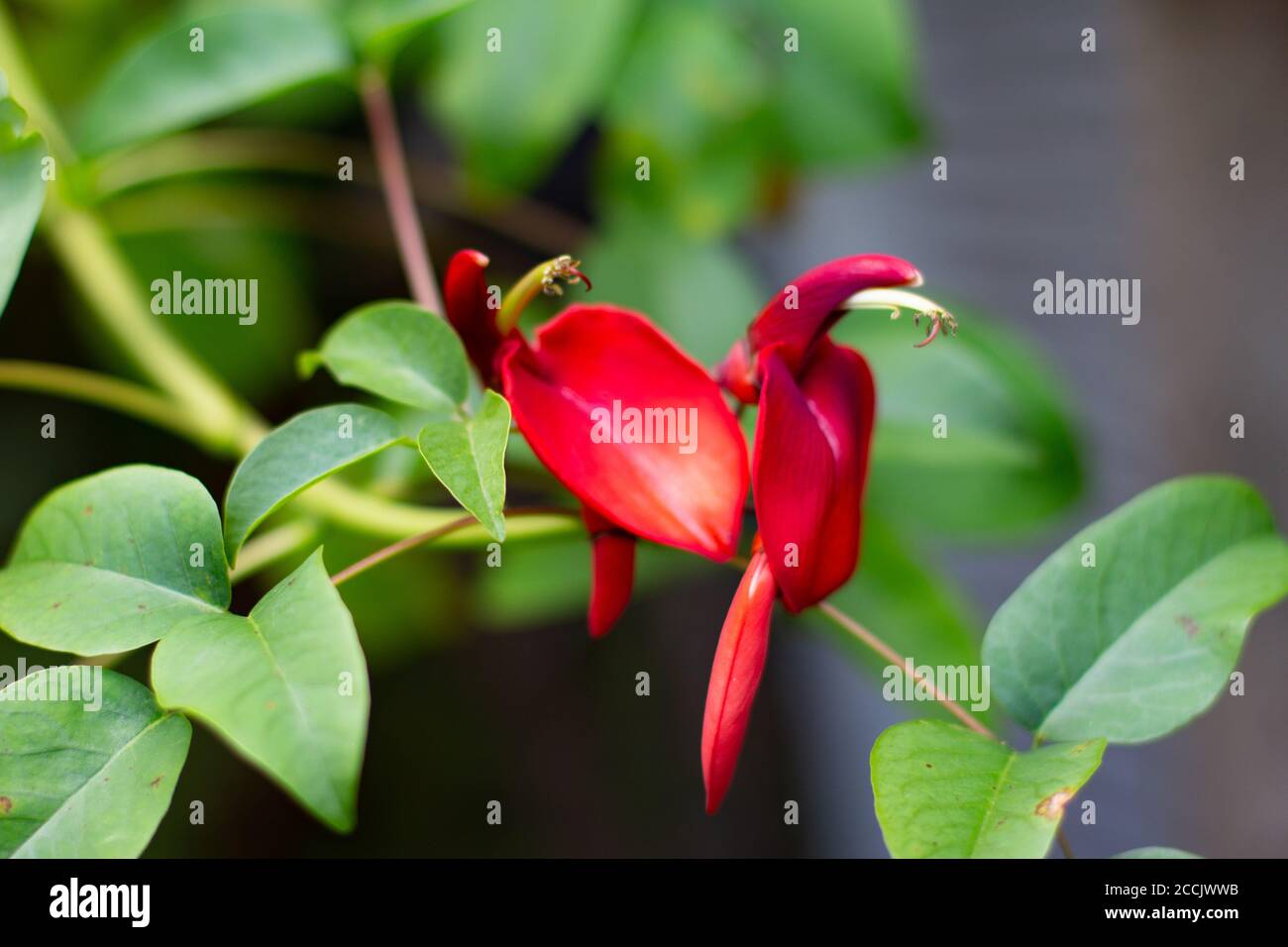 Flame coral tree flower hi-res stock photography and images - Alamy