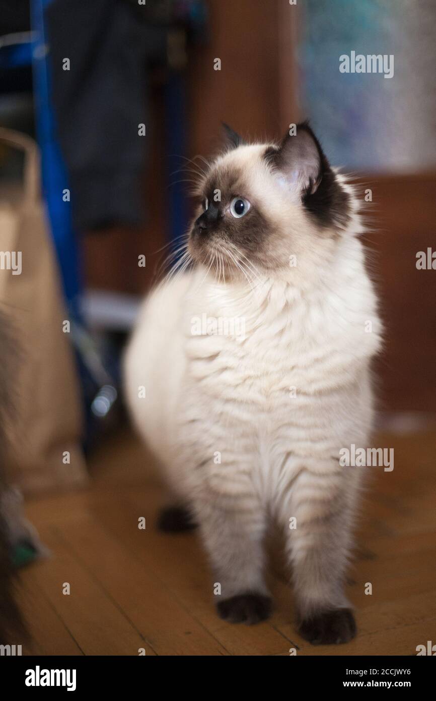 Kitty cross hi-res stock photography and images - Alamy