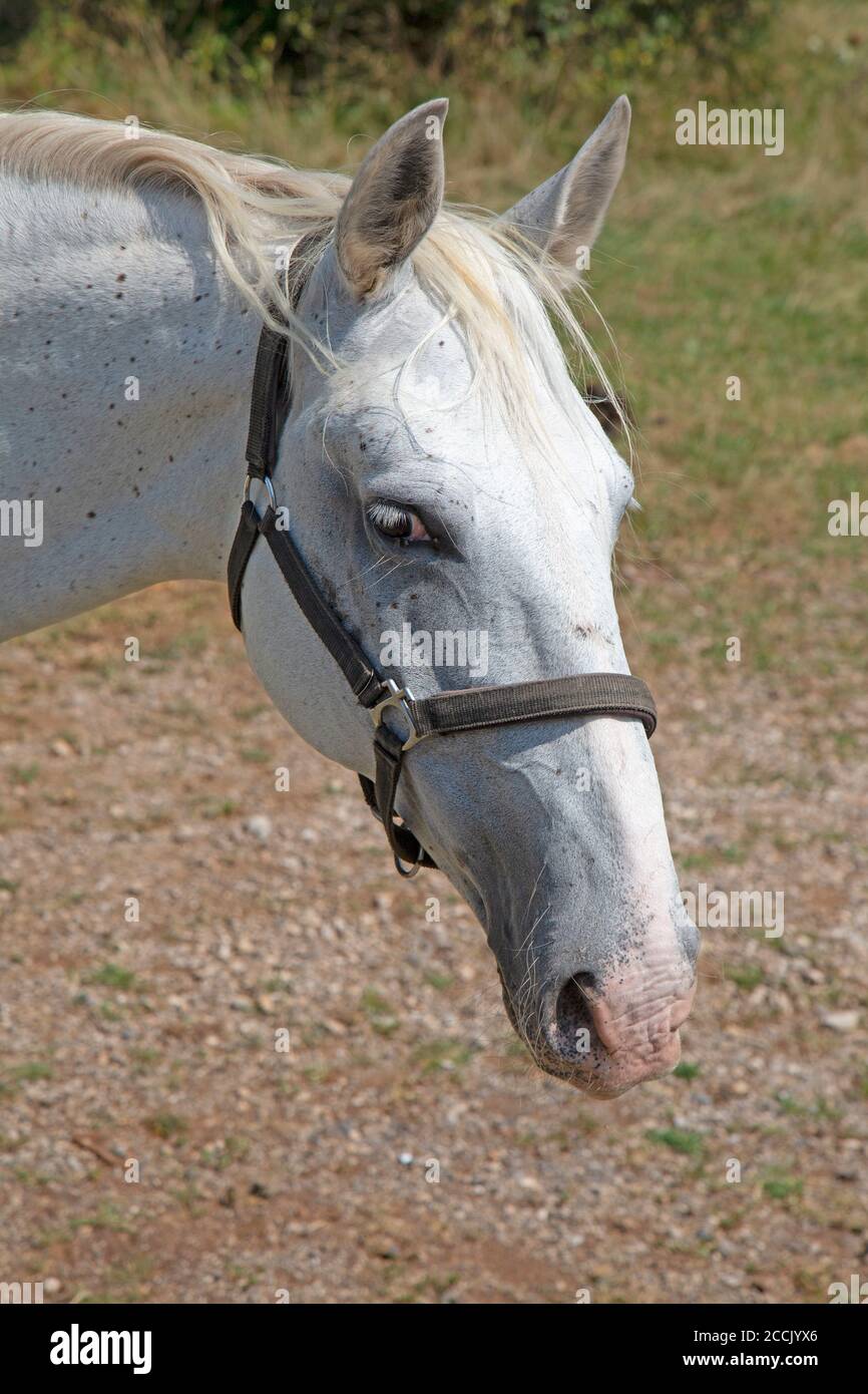 Lipizzaner horse hi-res stock photography and images - Alamy