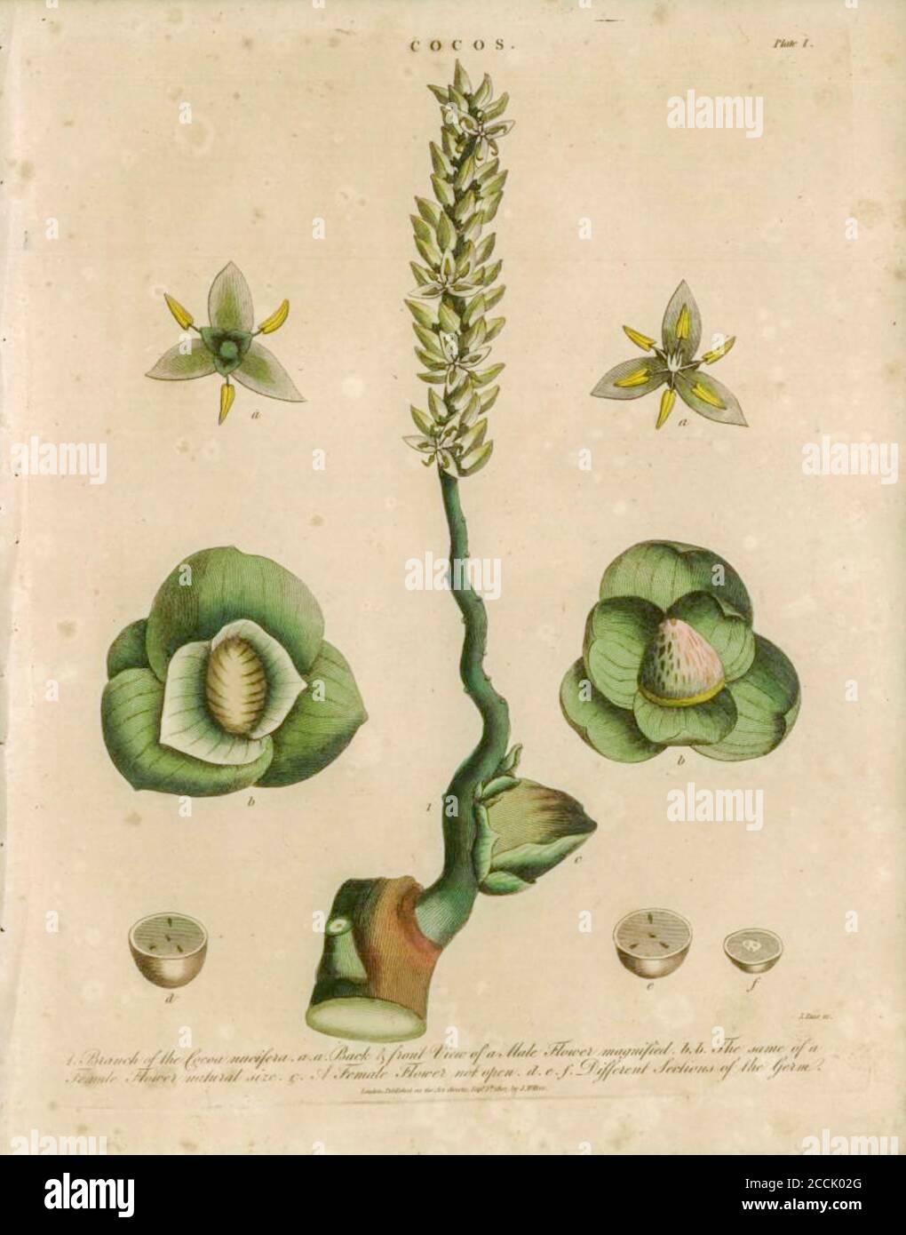 Cocos - Coconut plant detailed parts of the coconut plant Handcolored ...