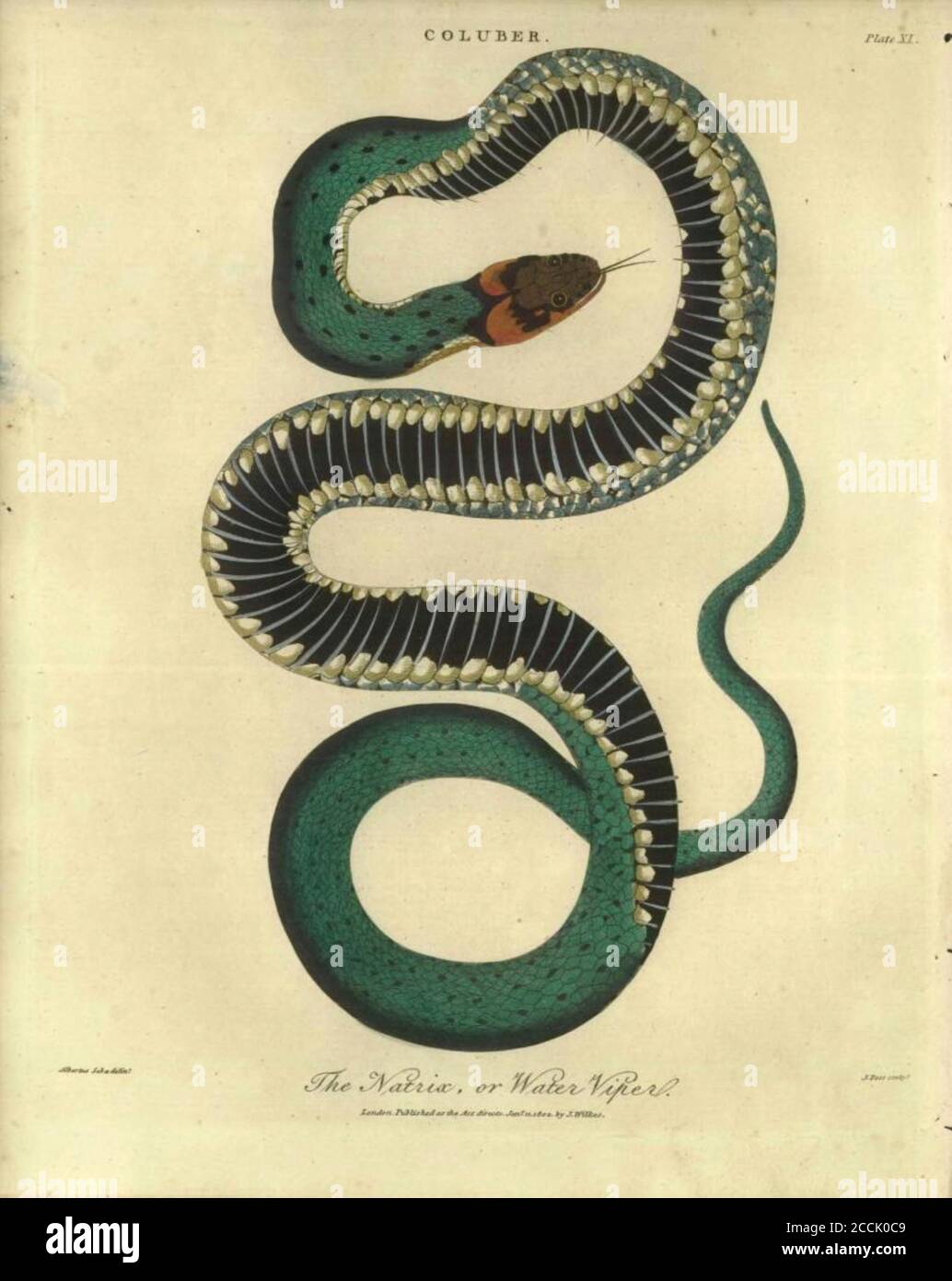 Waterviper hi-res stock photography and images - Alamy