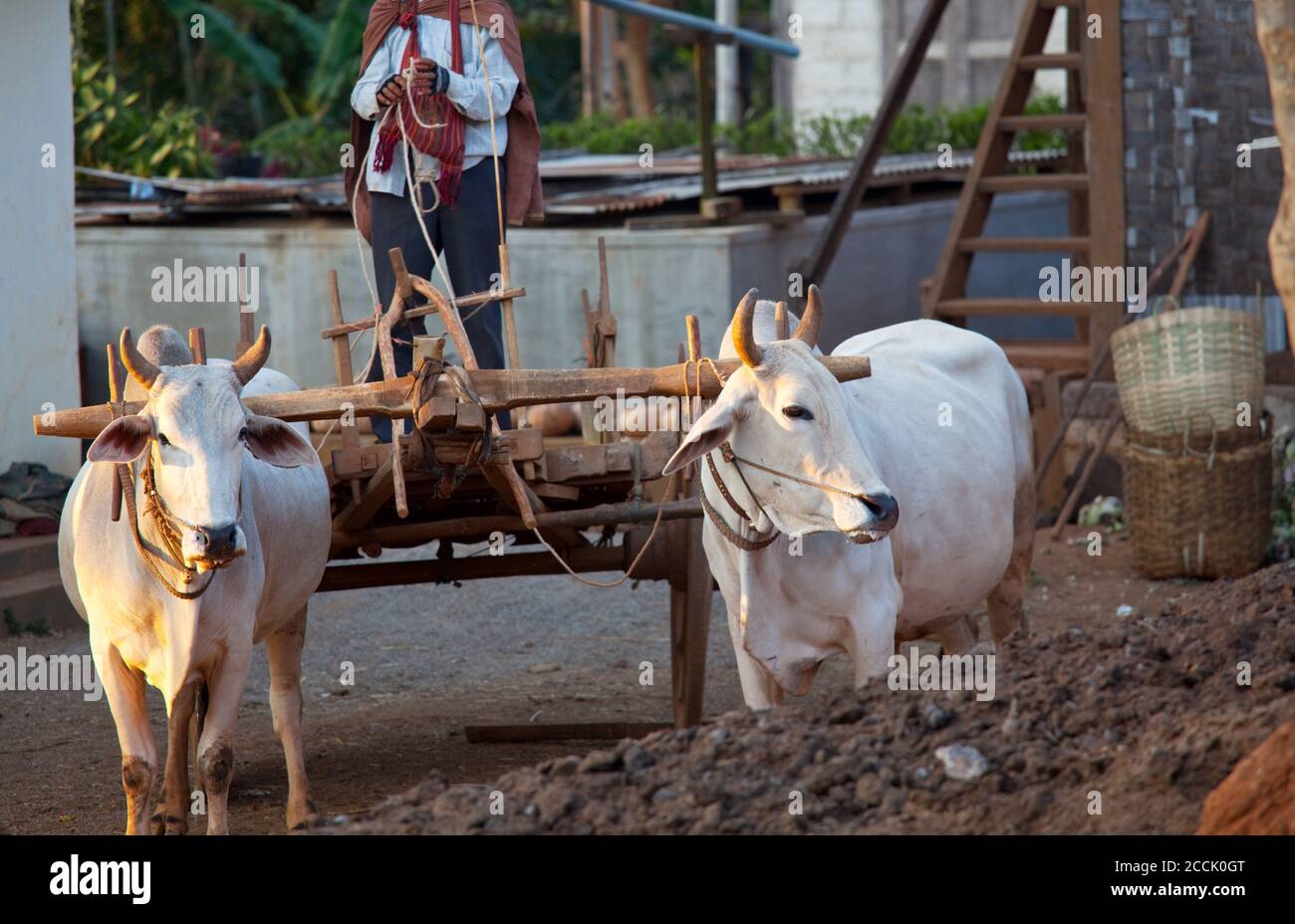 Two white oxen pulling wooden cart in Myanmar village Stock Photo - Alamy