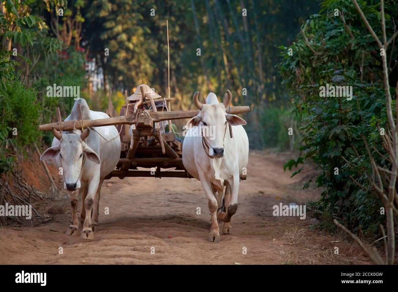 Two white oxen pulling wooden cart in Myanmar village Stock Photo - Alamy