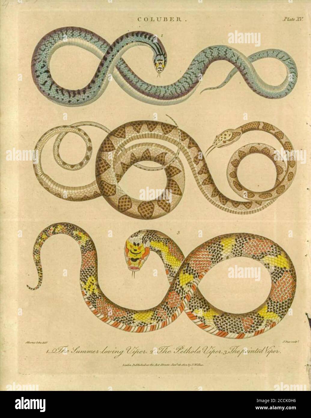 Handcolored lithograph hi-res stock photography and images - Alamy