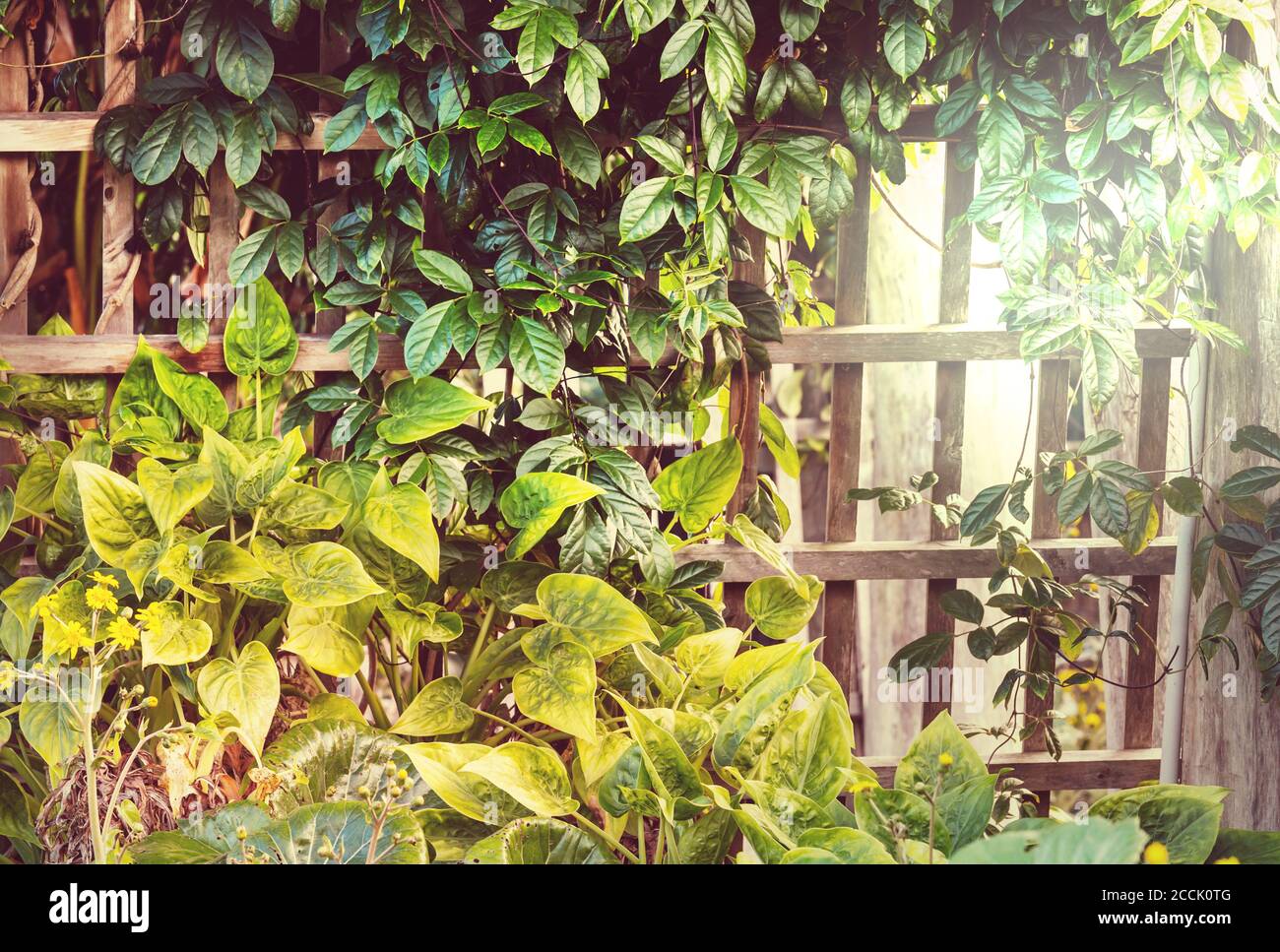 Summer background with tropical tree leaves Stock Photo - Alamy