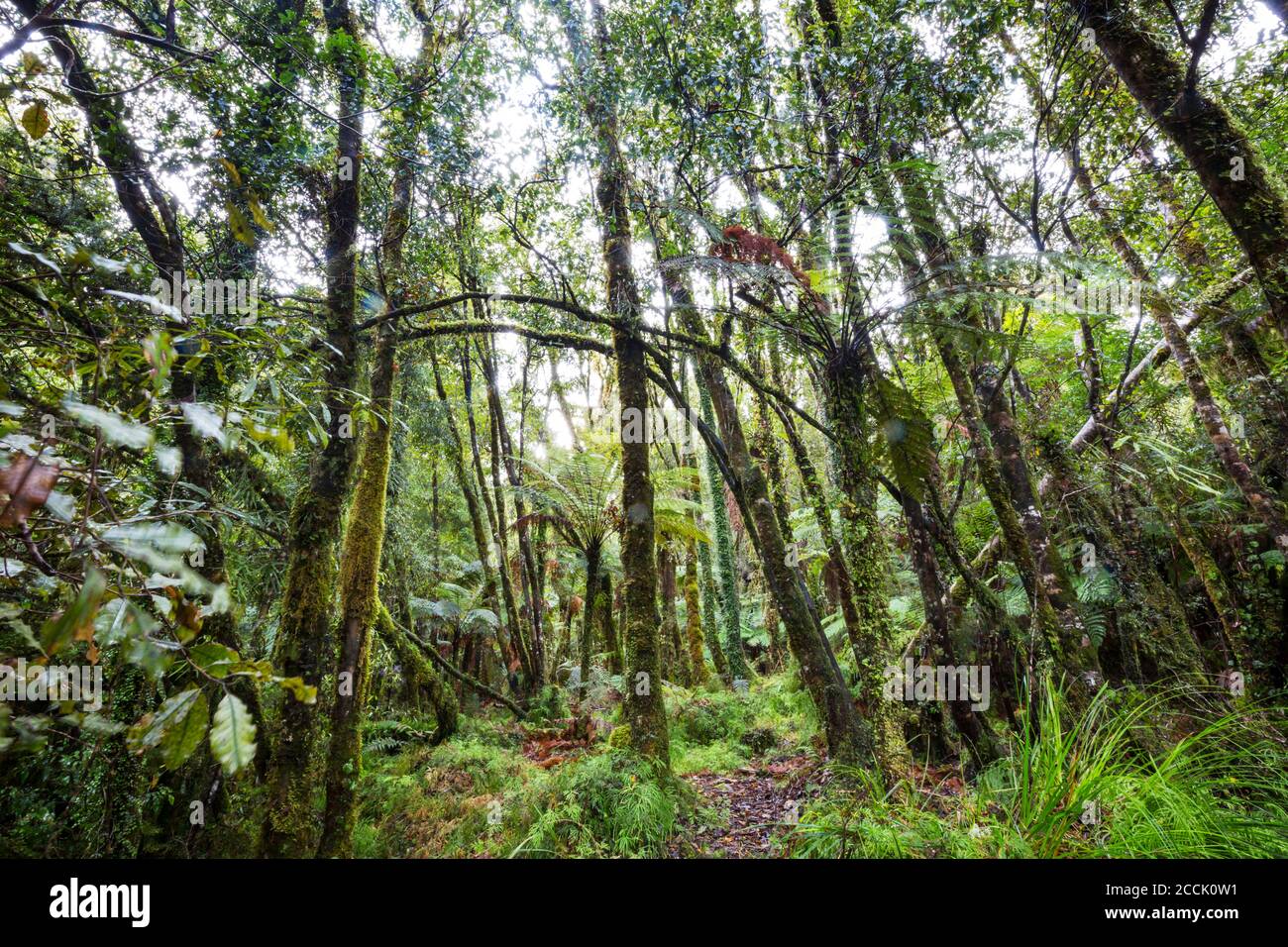 New zealand tropical jungle forest hi-res stock photography and images ...