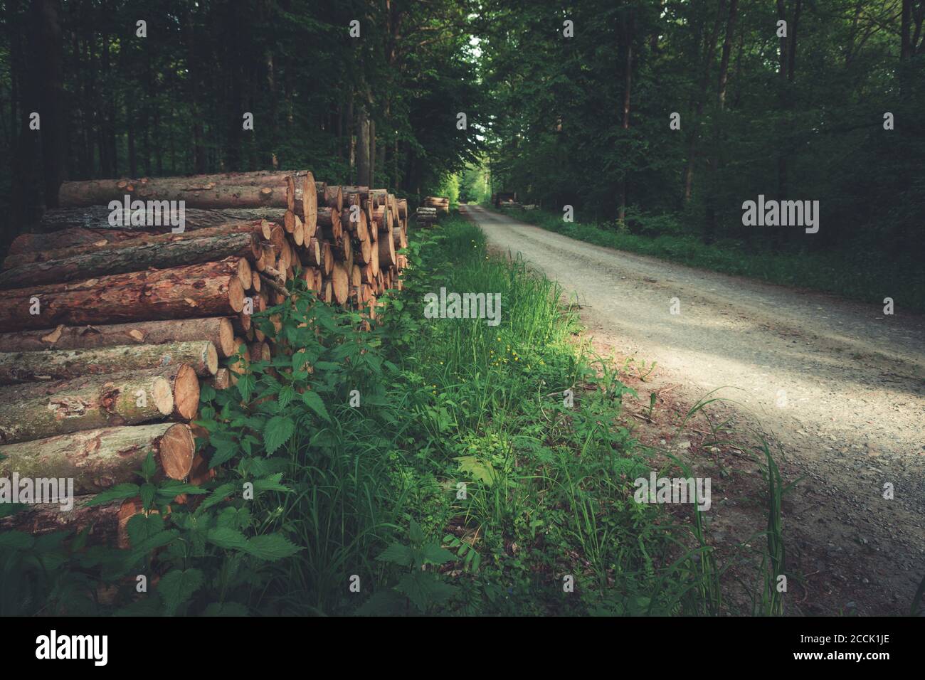 Cut down trees by the road in the green forest Stock Photo - Alamy