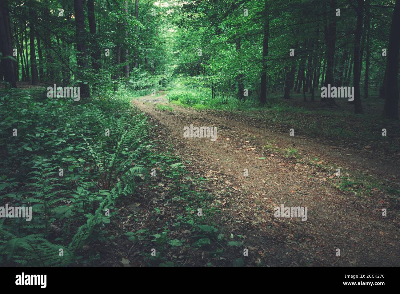 A dirt road through a dark green forest and light at the end of the ...