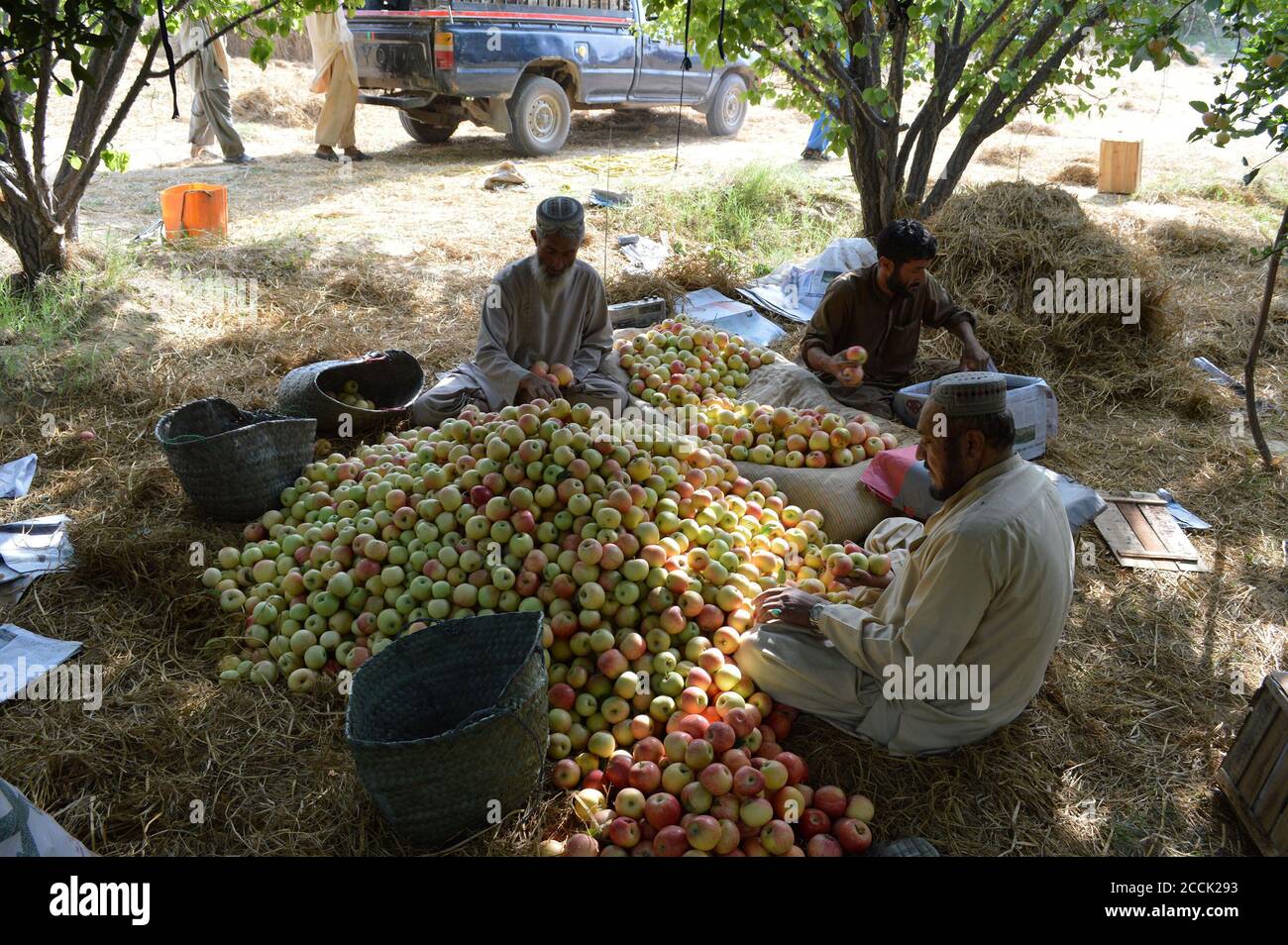 Select apples hi-res stock photography and images - Alamy