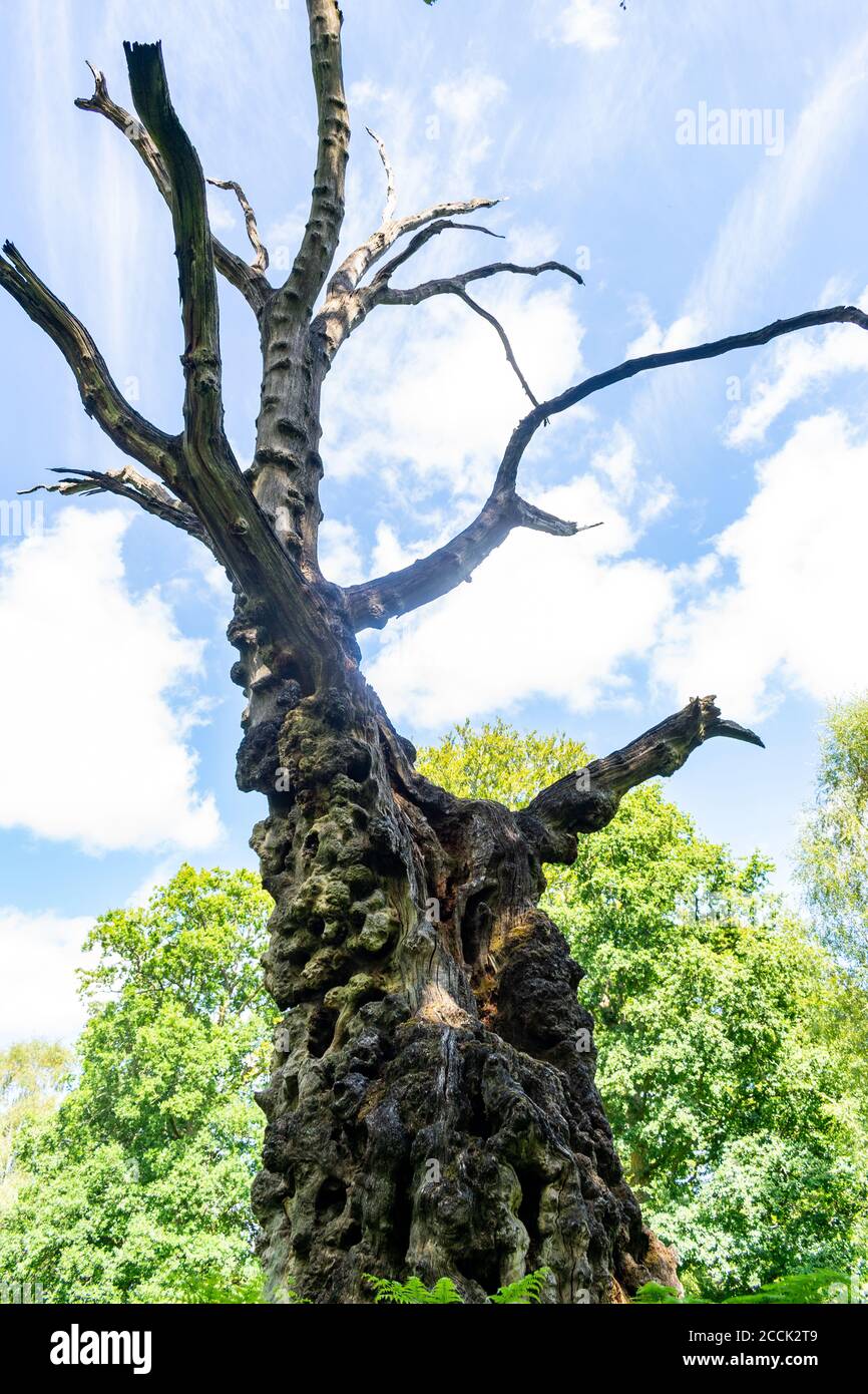 Huge dead old tree in New Forest in United Kingdom, beech tree in the ...