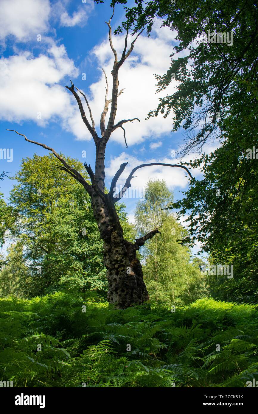 Huge dead old tree in New Forest in United Kingdom, beech tree in the ...