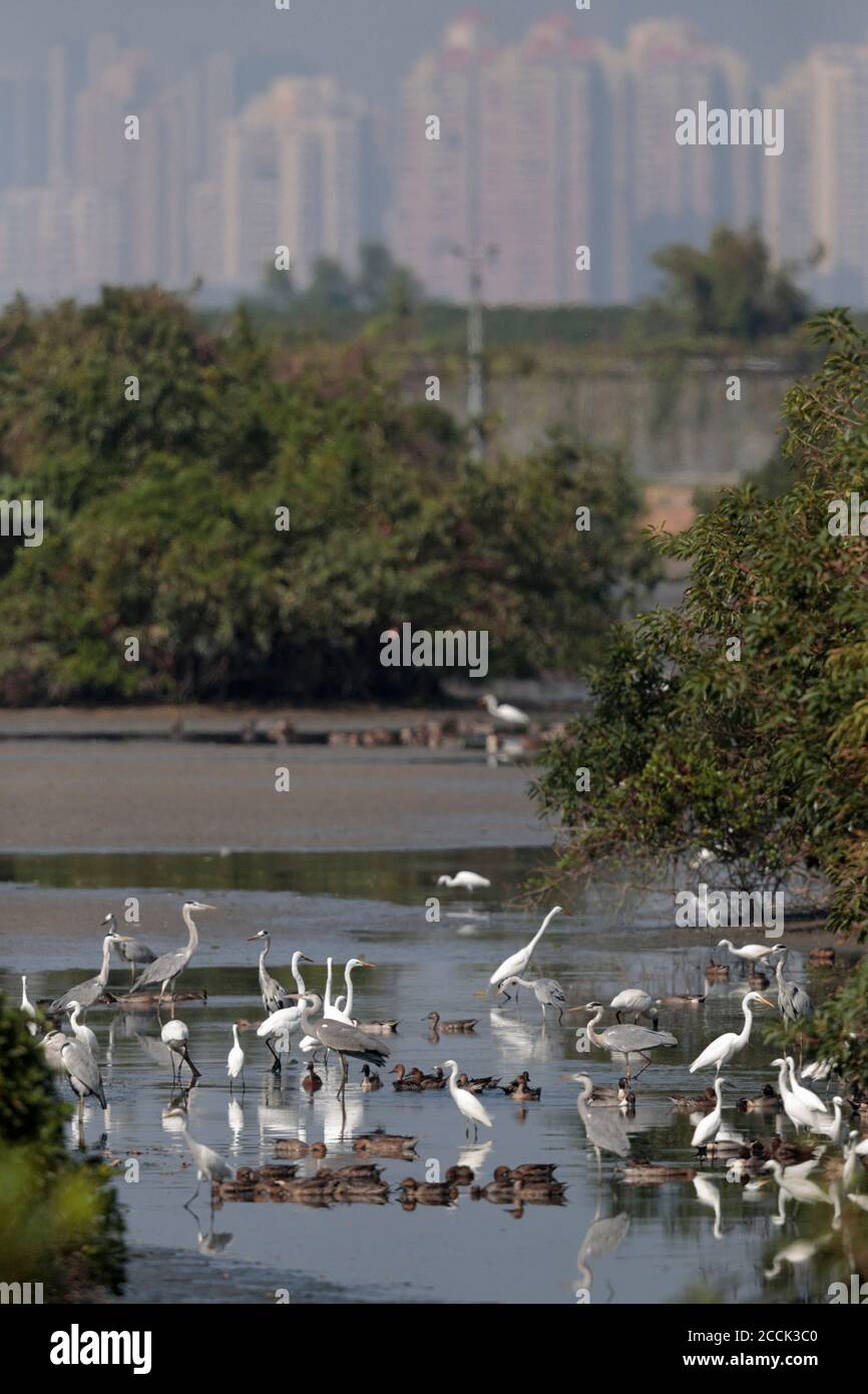 Mai Po Marshes Nature Reserve, Hong Kong - vertical photo of wintering ...