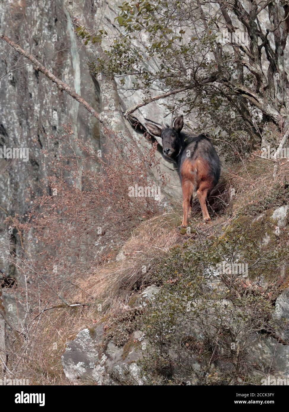 Chinese serow hi-res stock photography and images - Alamy
