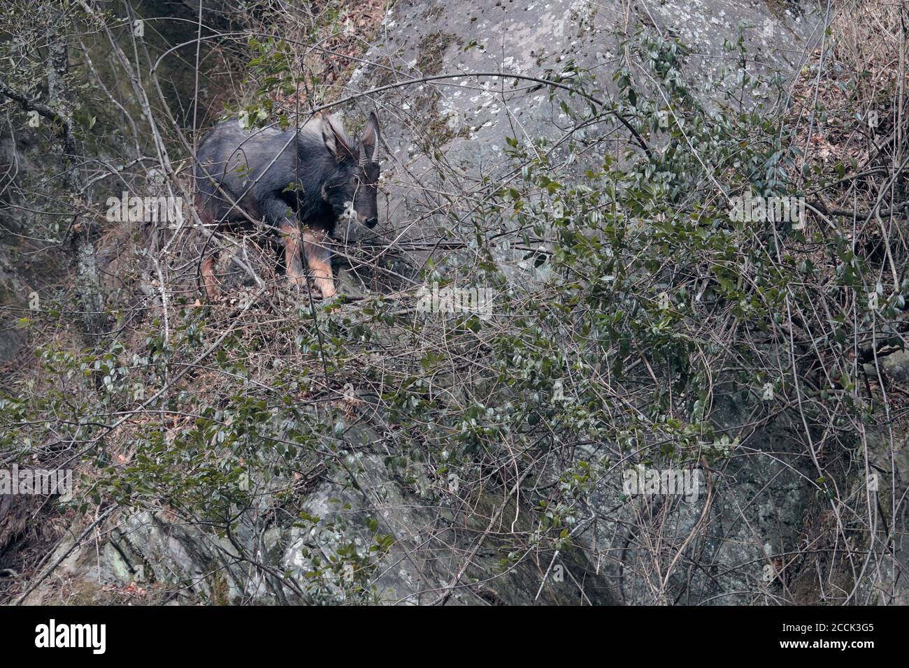 Leiling shu hi-res stock photography and images - Alamy