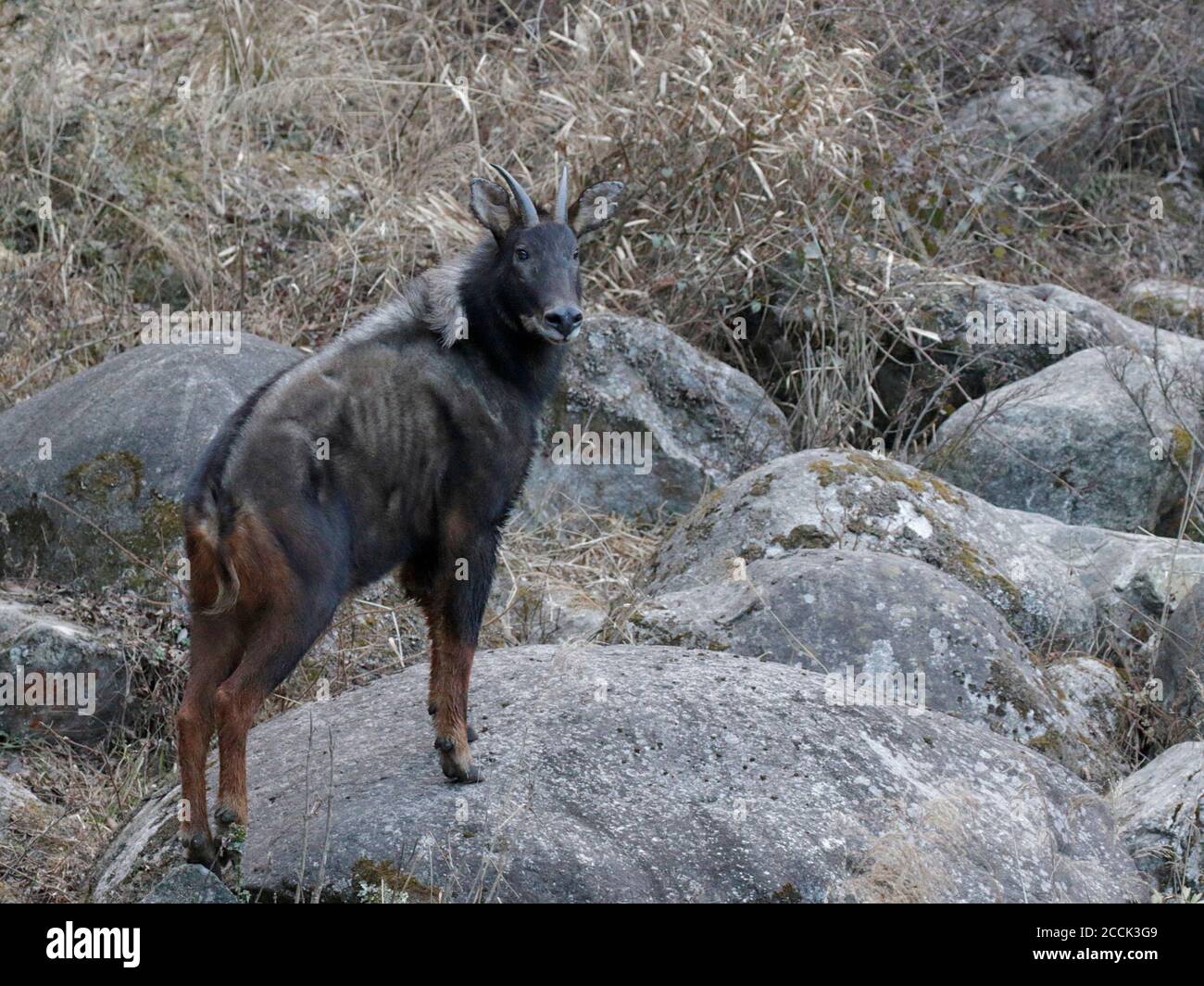 Chinese serow hi-res stock photography and images - Alamy