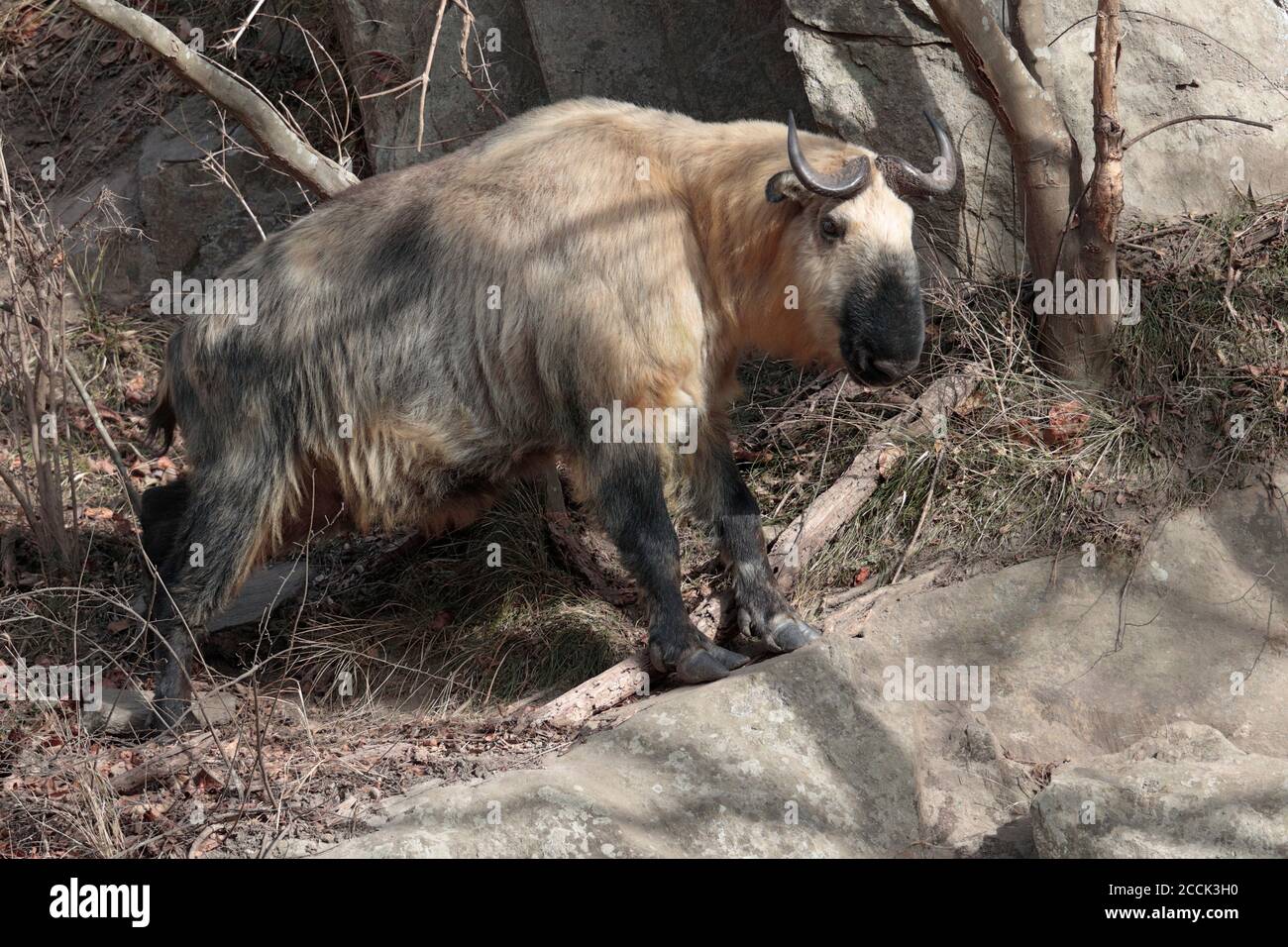 Lingniu shu hi-res stock photography and images - Alamy