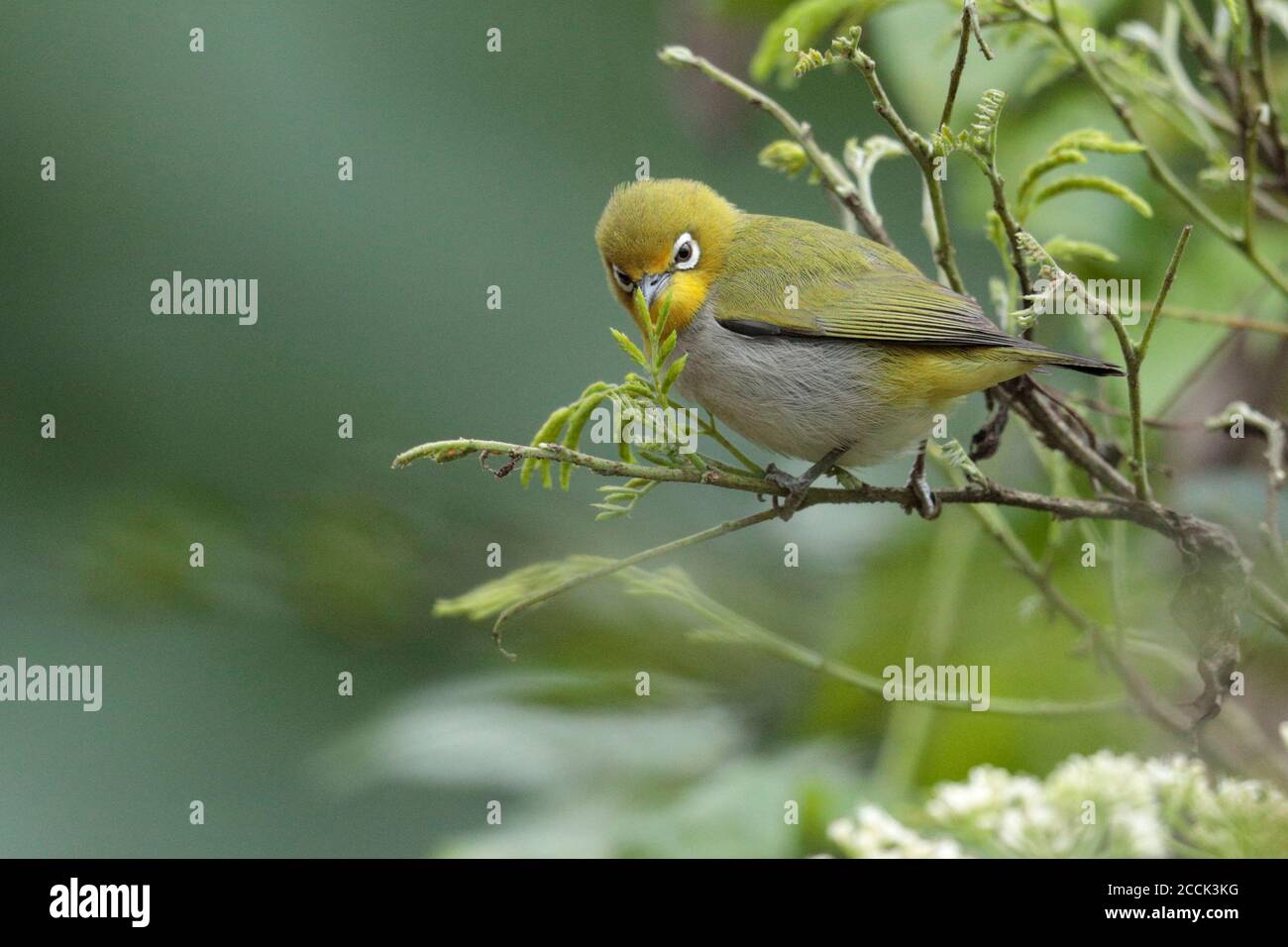 Swinhoe's White-Eye (Zosterops simplex), Shek Kong, Hong Kong 12th Dec ...