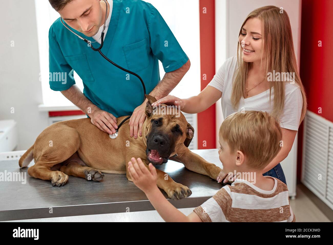 adorable dog at vet office on medical checkup by professional vet ...