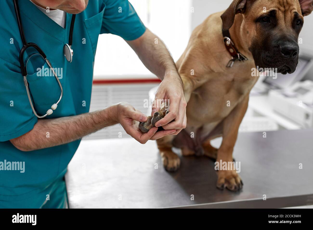 helpful vet doctor checking nails and legs of dog in clinic, treat the ...