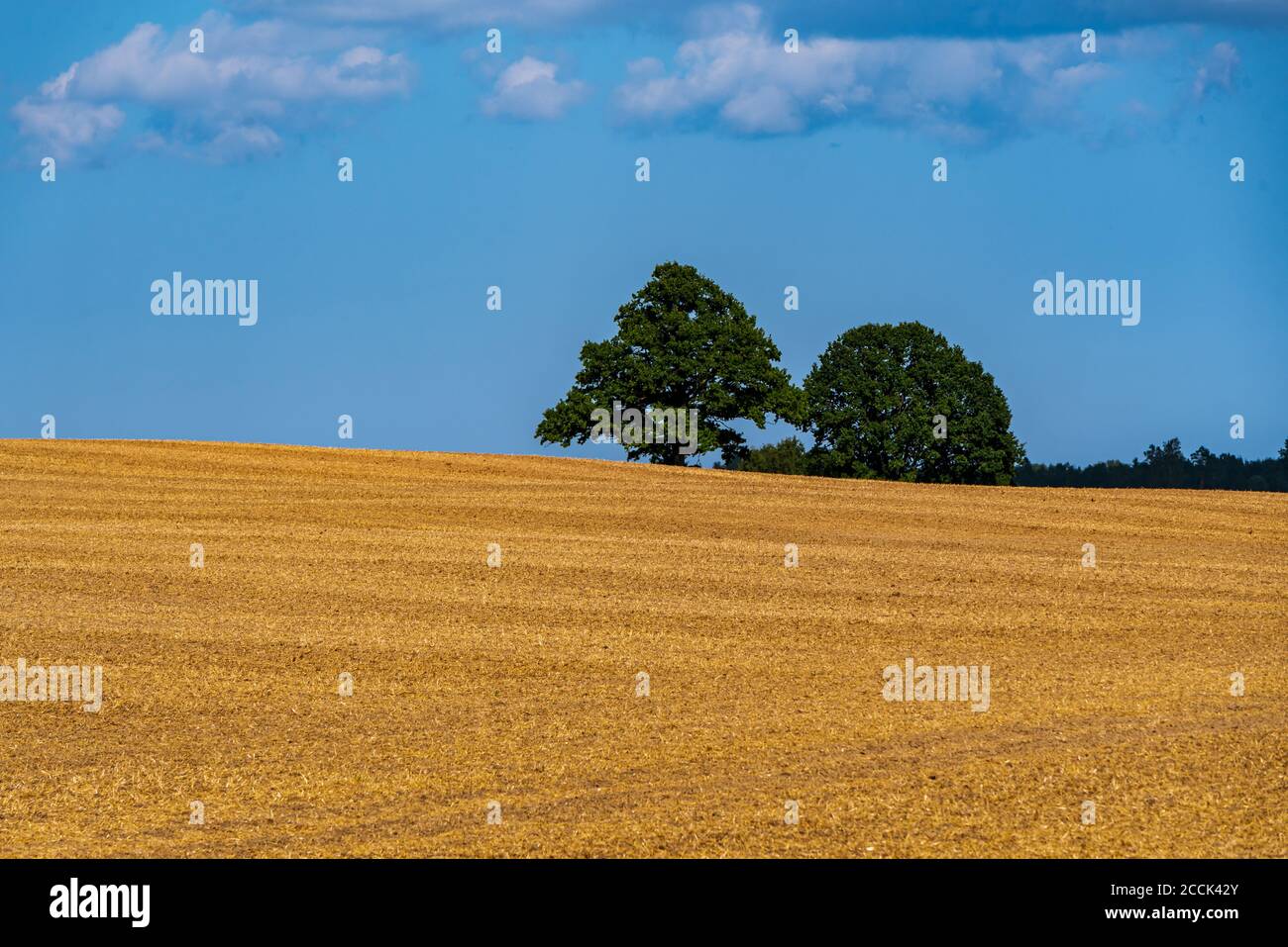 trees and a striped crop field after the grain has fallen into a yellow ...