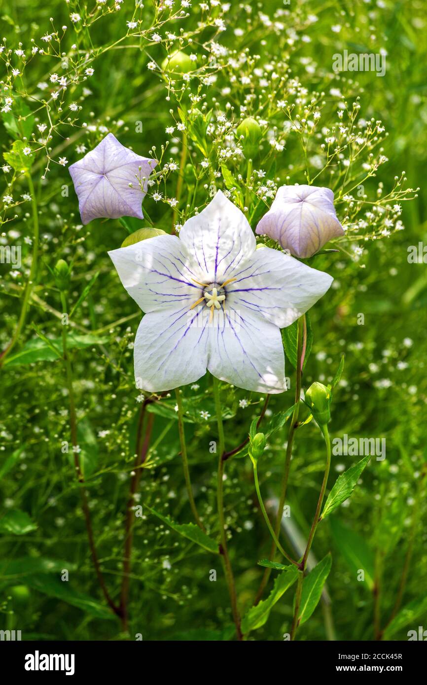 White wildflowers hi-res stock photography and images - Alamy