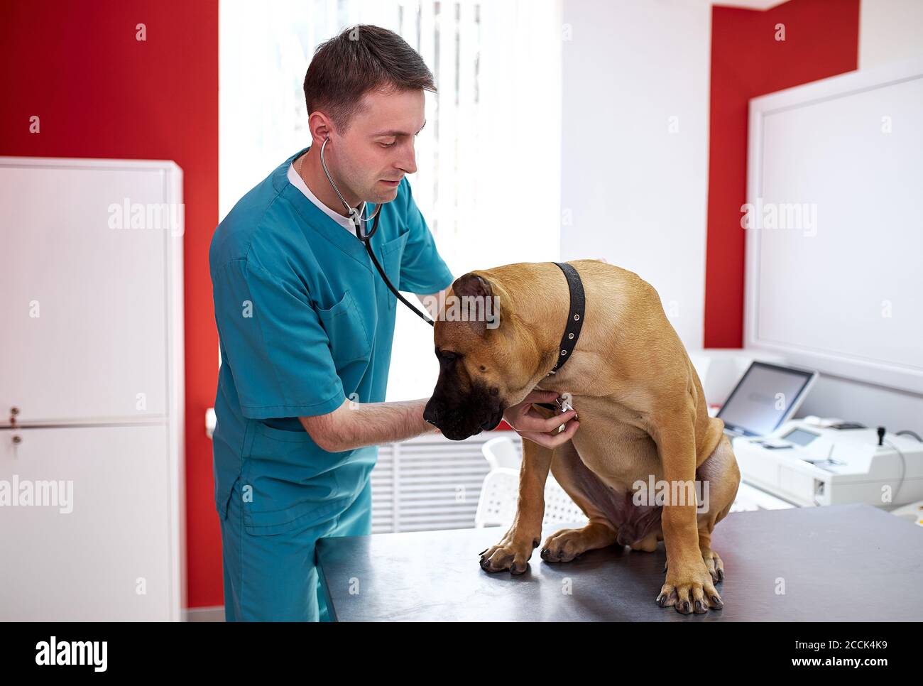 helpful veterinarian doctor making checkup of a big dog, help to throw ...
