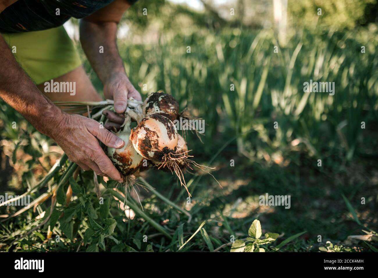 Onion farm hi-res stock photography and images - Alamy